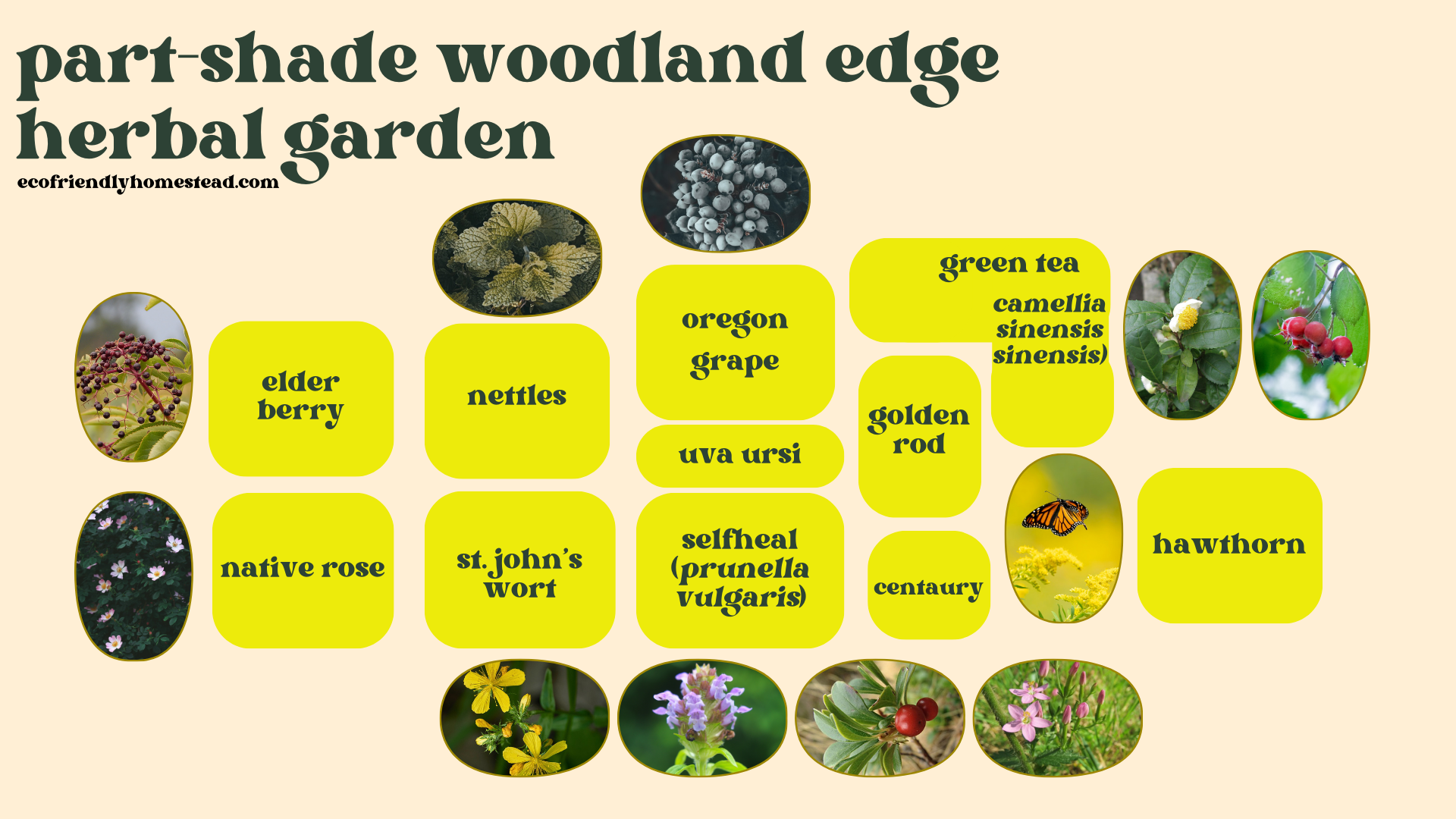 Herb Garden Ideas: Full Herbal Planting Guide (based on your goals)